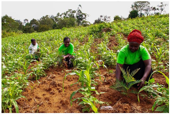 Purple Surgical's commitment to planting trees in 2024 | Our News
